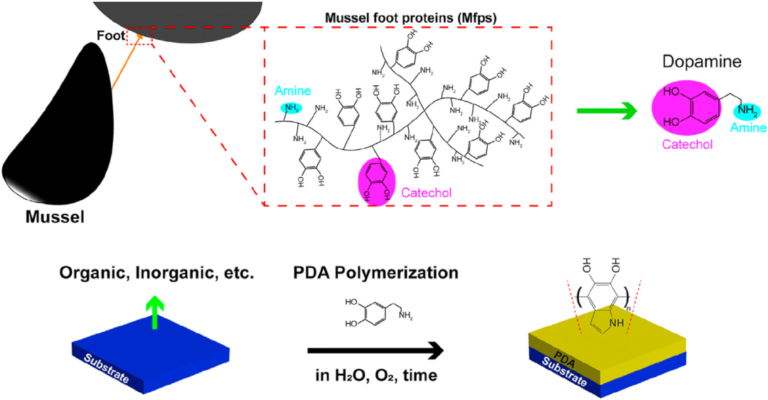 图 1. 多巴胺受贻贝启发的化学示意图，用作合成和沉积保形聚多巴胺 (PDA) 薄膜的前体材料。